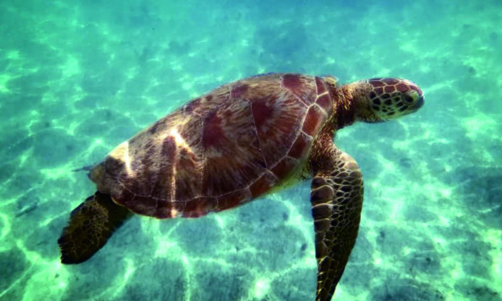 Pulau Penyu Bali : 3 Keunikan yang Wajib Dieksplor! - Putri Bali Rental